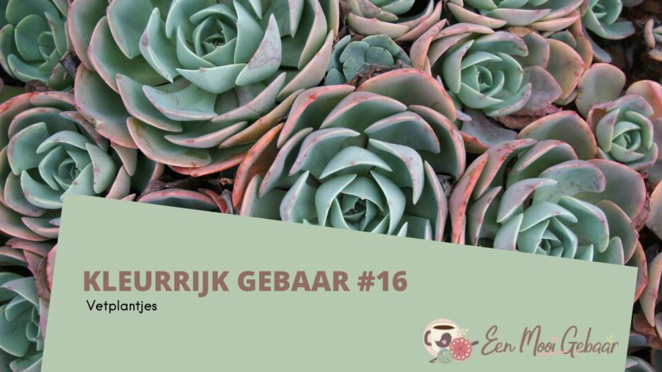 Kleurrijk Gebaar #16 - Vetplantjes | Een Mooi Gebaar